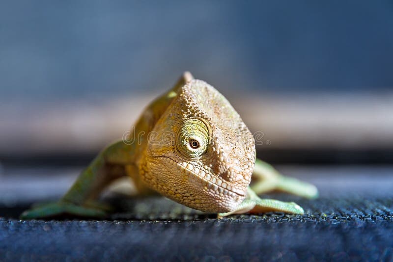 Parsons chameleon front stock photo. Image of andasibe - 46698930