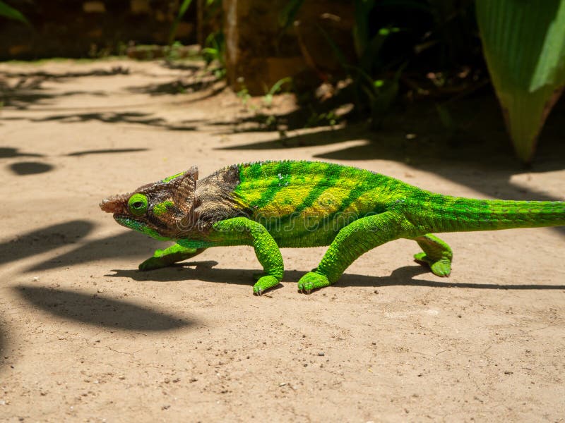 Parsons Chameleon, Madagascar Island Tropical Forest Jungle Chameleon ...