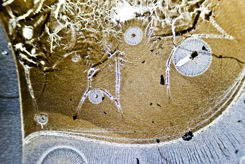 13,293 Fotos de Stock de Fuligem - Fotos de Stock Gratuitas e Sem ...