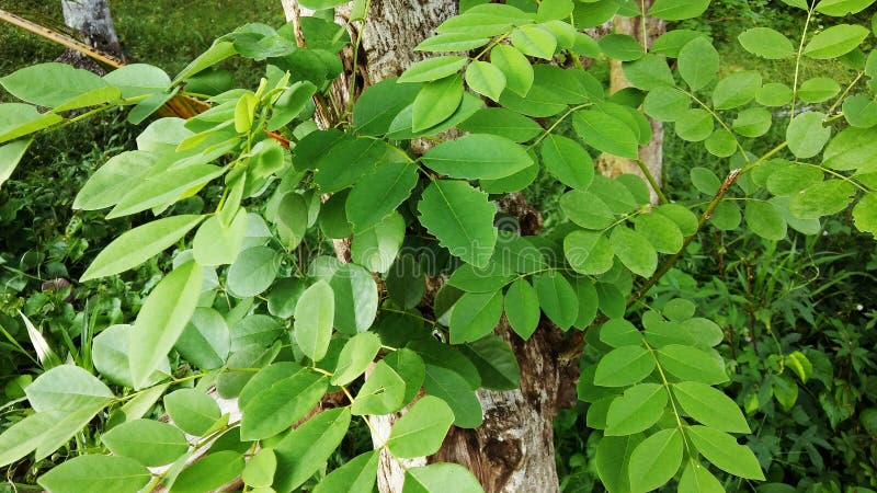 A part of an Acacia tree stock photo. Image of tree - 106487832