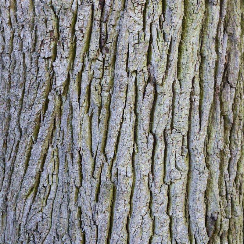 43+ Square trunk tree Free Stock Photos - StockFreeImages