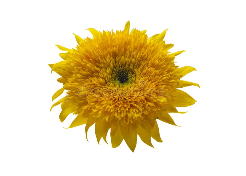 Part of a Beautiful Yellow Summer Flower on a White Background Stock ...