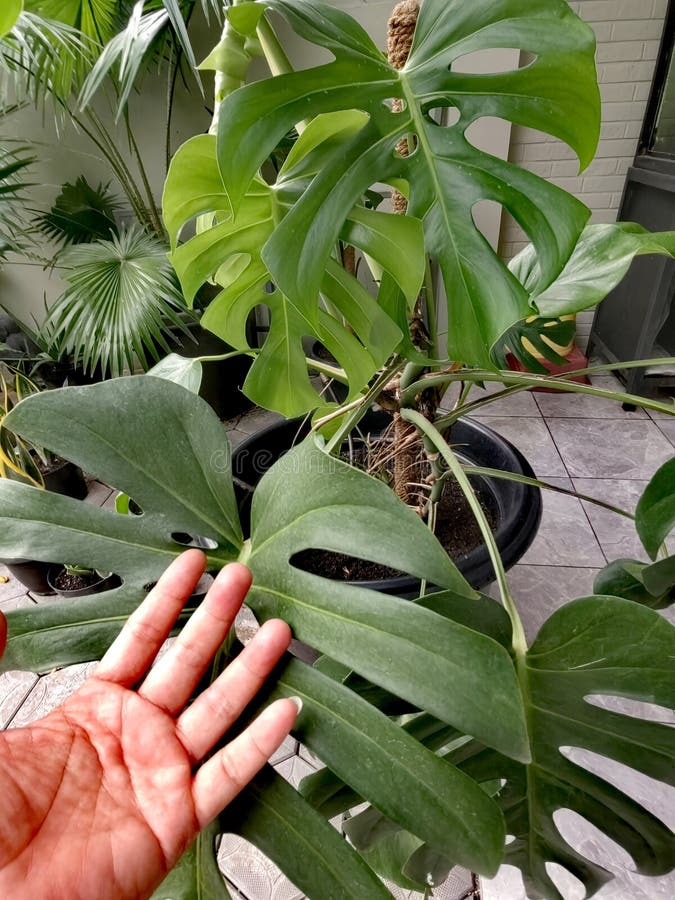 Part of the Biggest Green Monstera Plants Stock Image - Image of plants ...