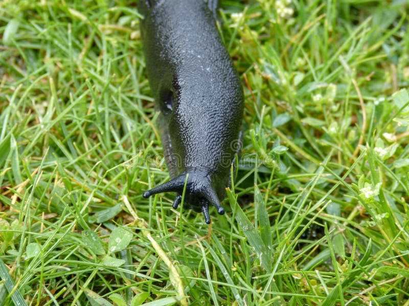 Part of Black Slug Under Black Grass Stock Photo - Image of grass, slug ...