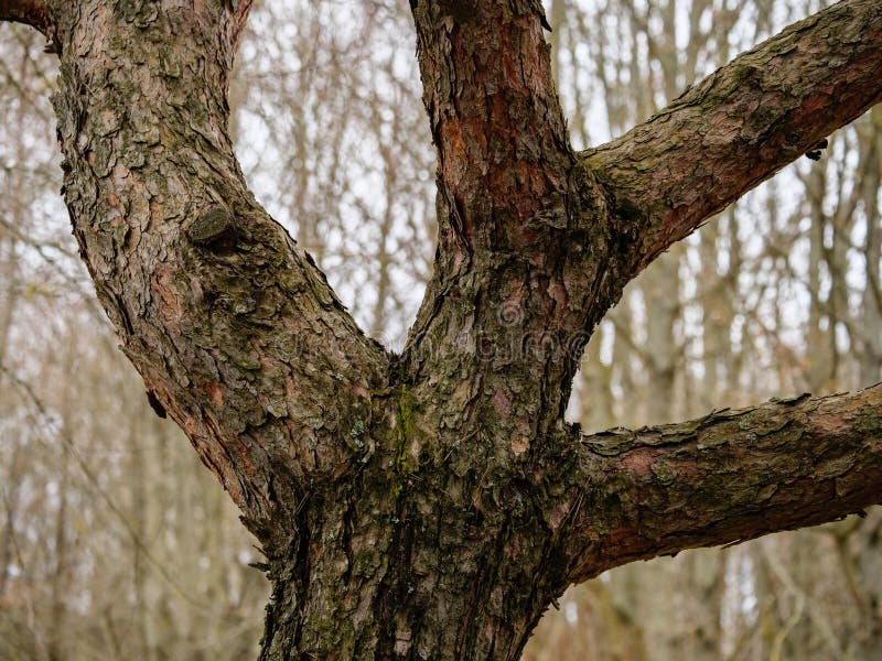 The Part of Branching Bent Trunk of a Pine Tree Stock Image - Image of ...