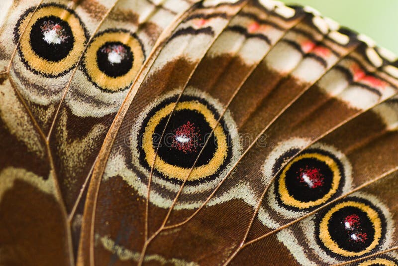 Butterfly wing close up stock photo. Image of wing, butterfly - 958410