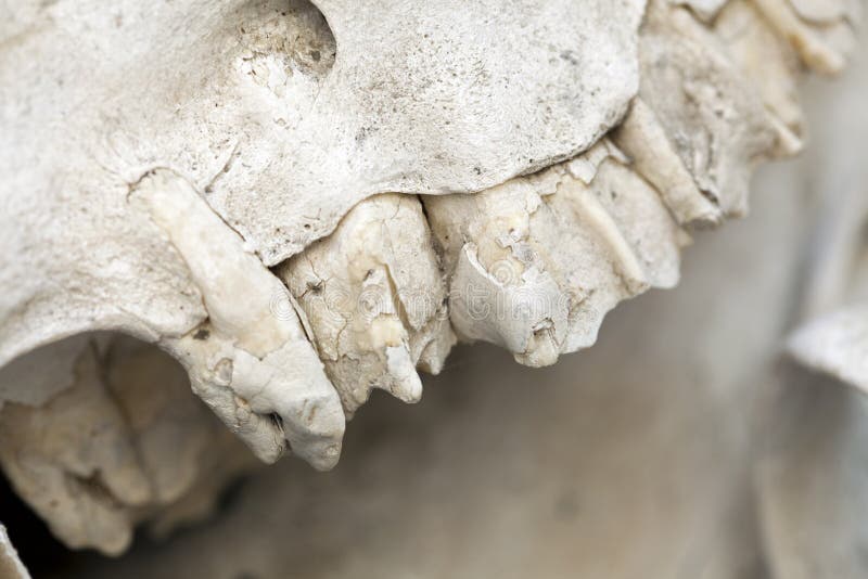 Teeth on a Camel Skull stock photo. Image of excerpt - 29959724