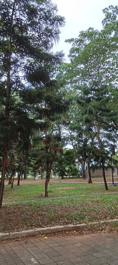 Part of City Park View, Big Trees Stock Image - Image of park, view ...