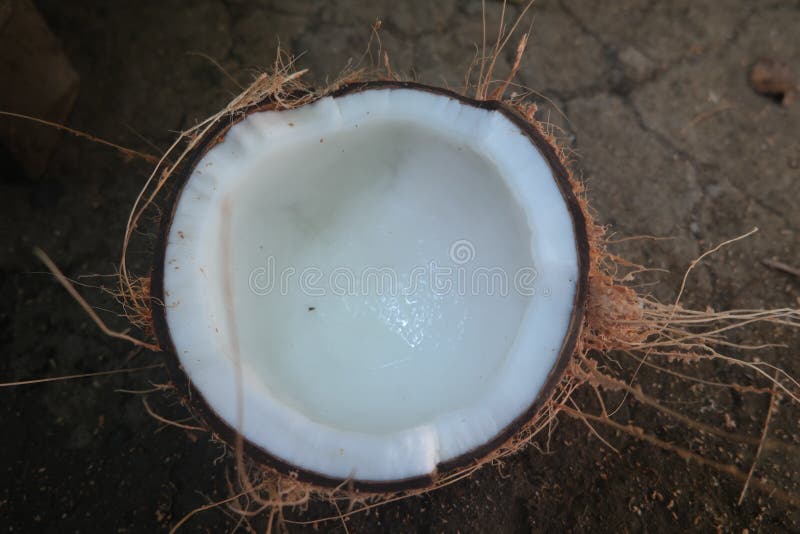 Part of a Coconut that is Split in Half Stock Image - Image of flower ...