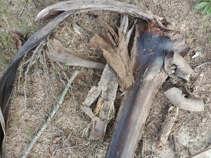 The Part of Coconut Tree that Dried and Falling Down Stock Photo ...