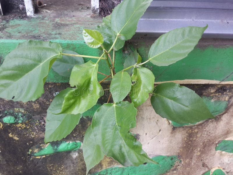 Part 3 : a Collection of Small Leaf Plants Stock Image - Image of leaf ...