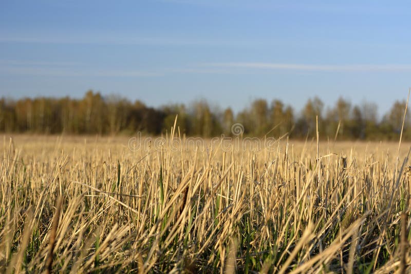 Part of the Compressed Grass Stock Photo - Image of bright, sunny: 40236804