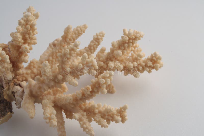 Part of a coral branch stock photo. Image of coral, beauty - 191289746