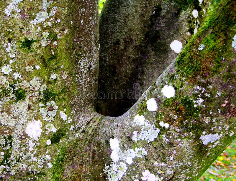 3-piece Tree Fork with Moss- and Lichen Growth 2 Stock Image - Image of ...