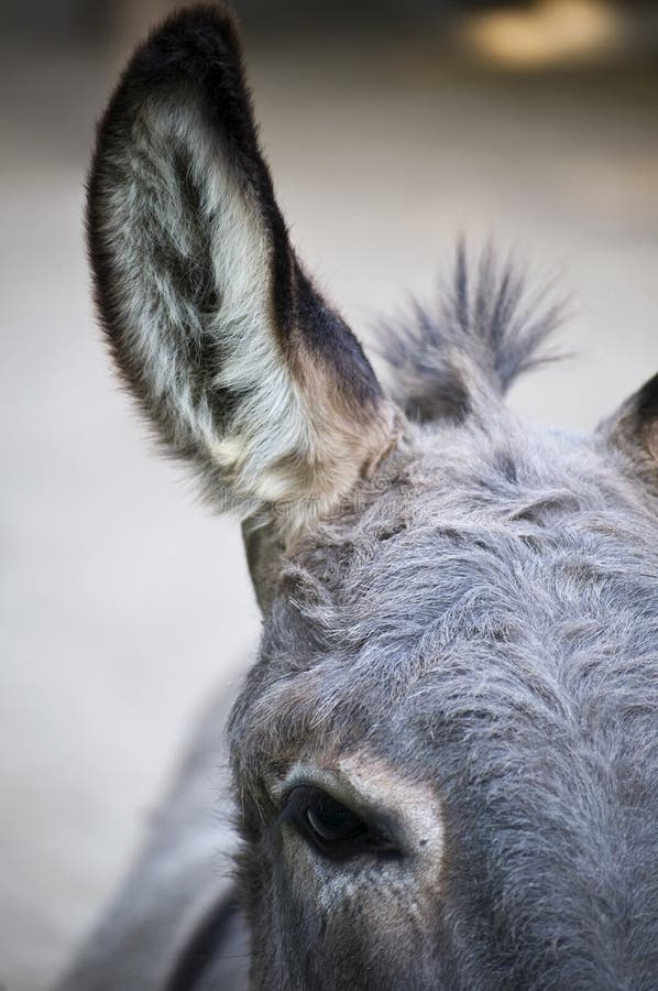 Part of a Donkey Head stock photo. Image of looking, close - 28762226