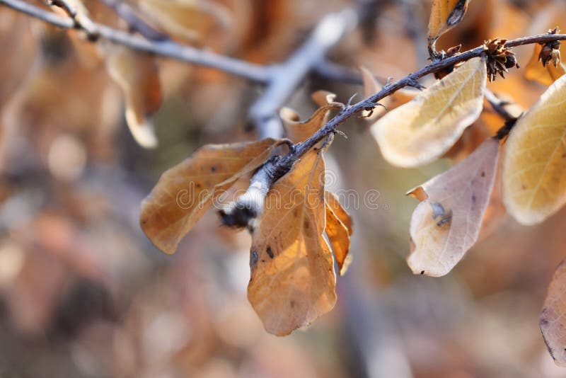 Part of dried tree, wood stock image. Image of tree - 223927937