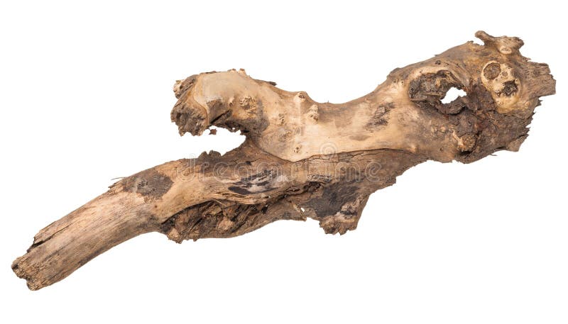 Part of the Dry Root of the Tree Stock Image - Image of root, floral ...