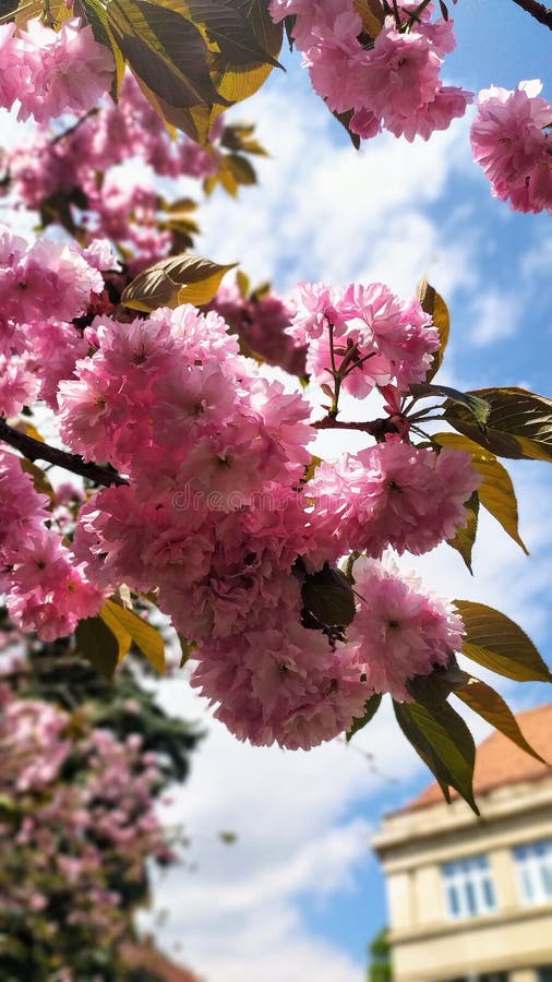 Part of Europe. Sakura ðŸŒ¸ðŸŒº Stock Photo - Image of pink, produce ...