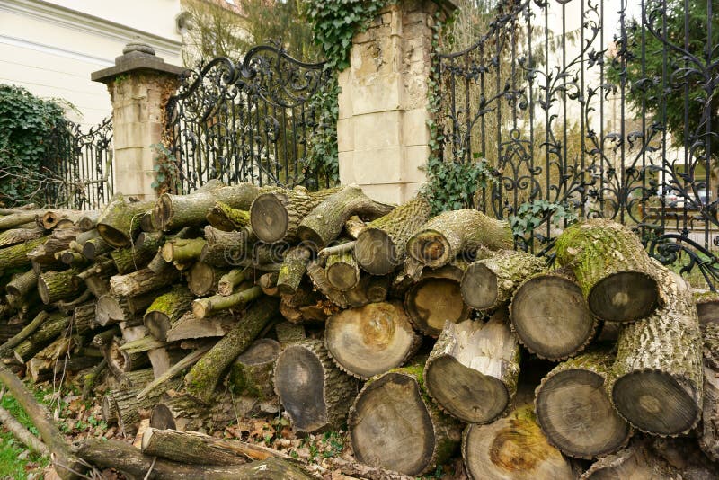 Cuted Trees on Wild Forest Background 50,6 Megapixels Stock Photo ...