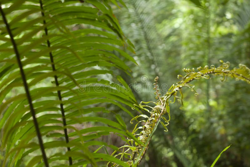 Part of the Fern Leaf stock photo. Image of forests - 256444404