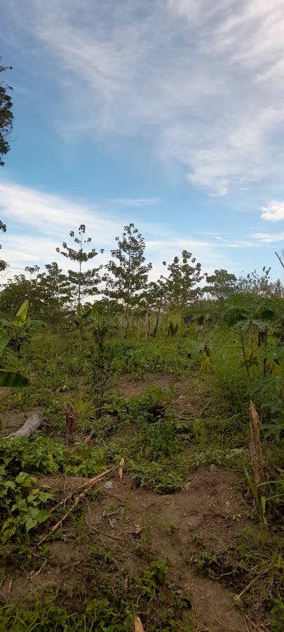 Part of Flora in View on a Dilating Hill. Stock Image - Image of hill ...