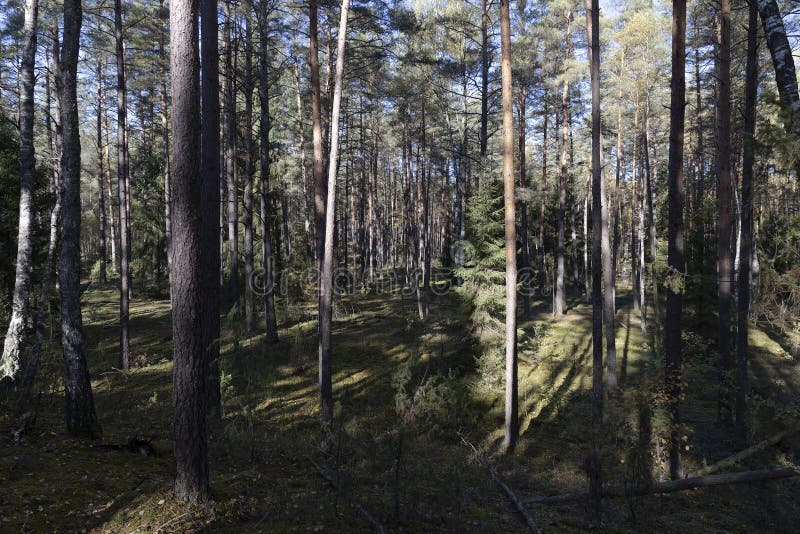 Part of a Forest with Different Types of Trees in Sunny Stock Photo ...