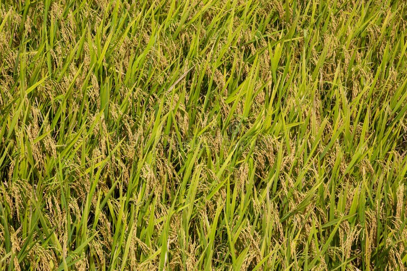A Part of Gold Rice Fields in Vietnam Stock Image - Image of harvest ...