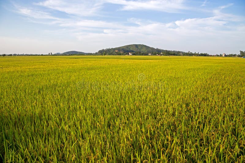 A Part of Gold Rice Fields in Vietnam Stock Image - Image of vietna ...