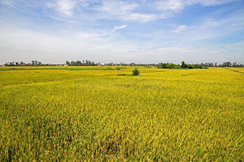 A Part of Gold Rice Fields in Vietnam Stock Image - Image of detail ...