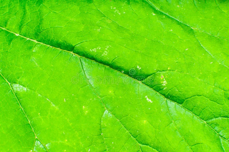Part of Green Sheet Background or Texture. Close Up Macro Stock Photo ...