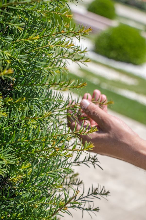Part of a Green Tree in Hand in View Stock Photo - Image of stem ...