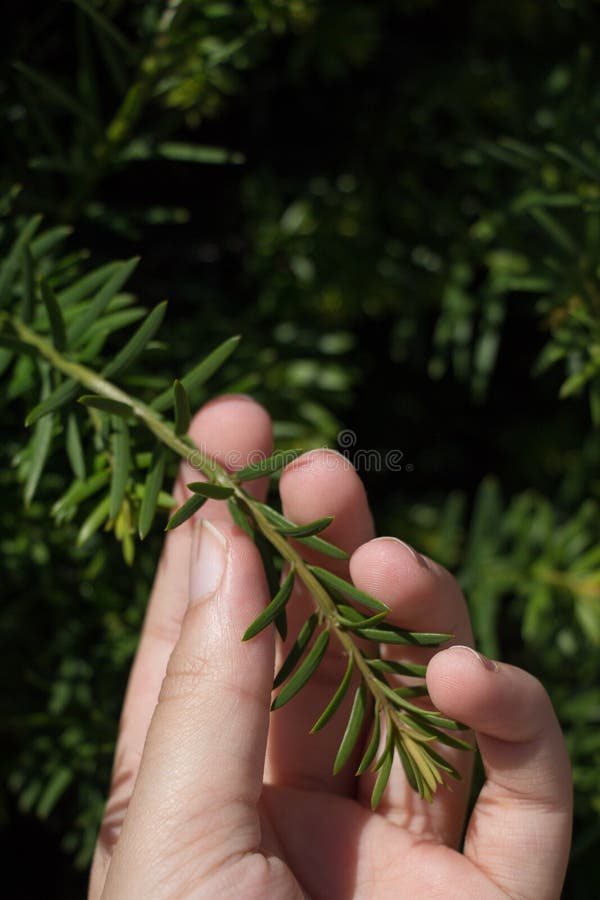 Part of a Green Tree in Hand in View Stock Image - Image of leaf ...