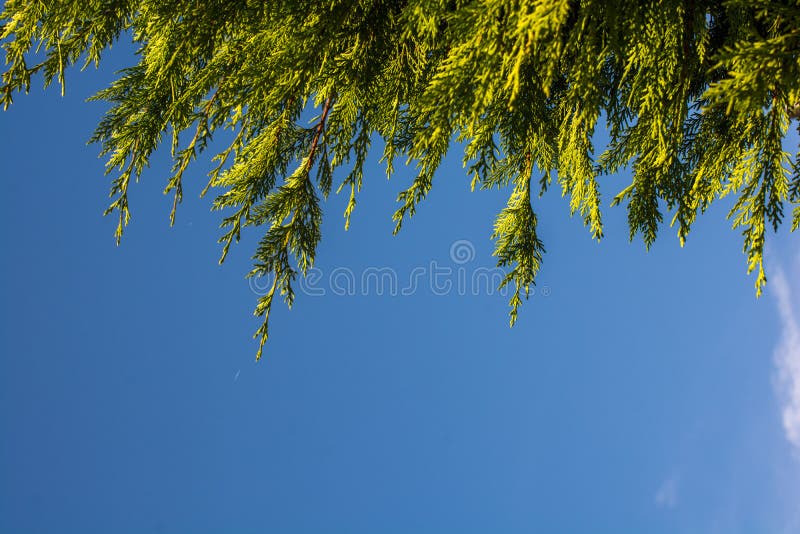 Part of a Green Tree in View Stock Image - Image of flora, tree: 113011381