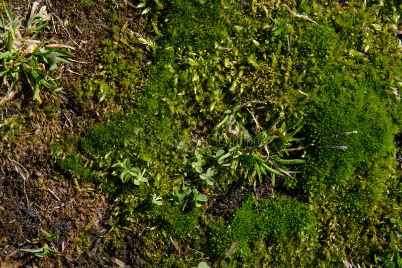 Part of the Ground Area with a Moss and Grass. Stock Photo - Image of ...