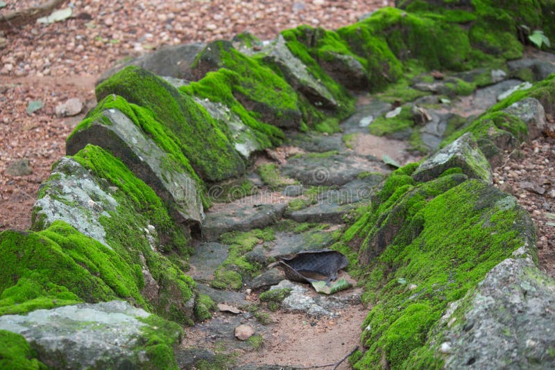 Part of the Ground Area with Moss Stock Image - Image of backgrounds ...