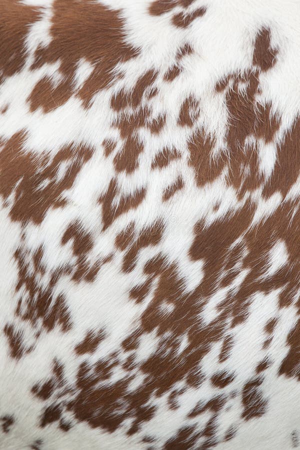 Cow-hide stock image. Image of rural, closeup, live, hide - 17789183