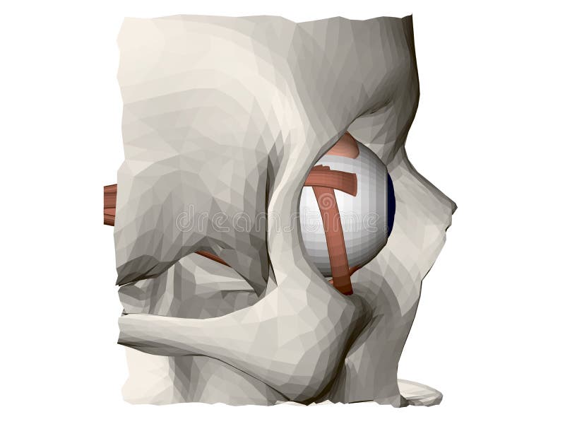 Part of a Human Skull with an Eye. Internal Structure of the Eye. Side ...