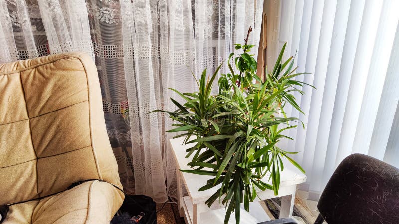 Part of the Interior, Green Indoor Plants by the Window with a ...