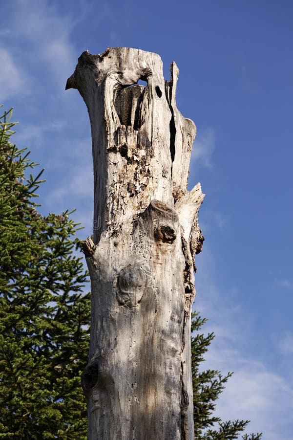 Large Dead Tree stock image. Image of lone, tree, natural - 170220395