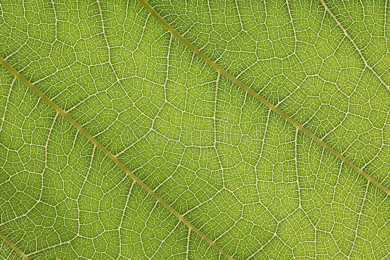 A Part of Leaf Texture Show Grain of Leaf Stock Image - Image of ...