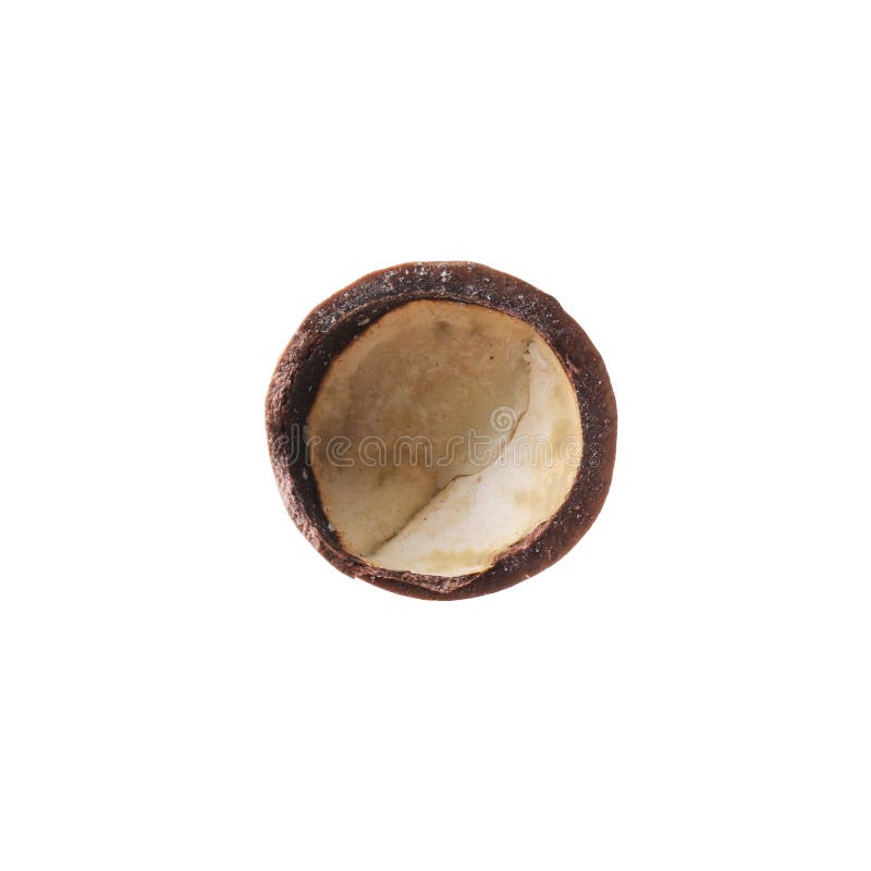Part of Macadamia Nut Shell Isolated on White Stock Photo - Image of ...