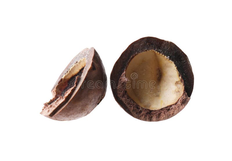 Part of Macadamia Nut Shell Isolated on White Stock Photo - Image of ...