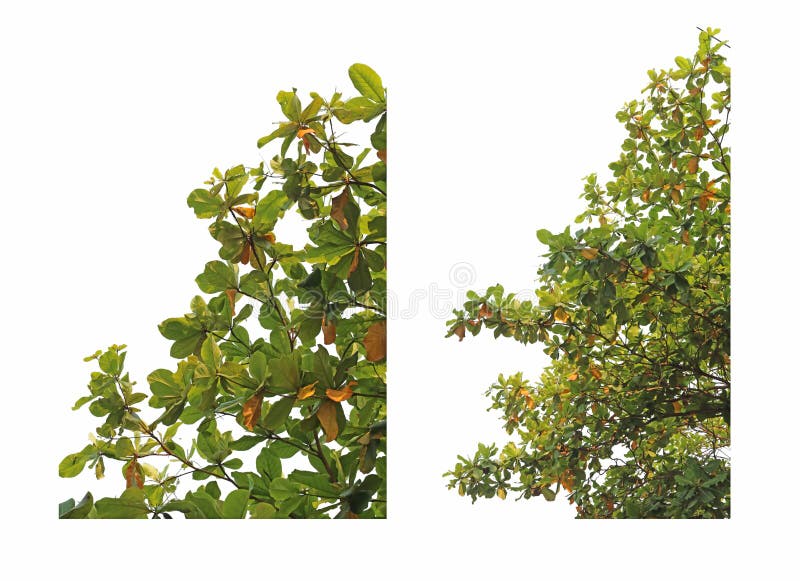 Malabar Tree with Green Leaf. Viewed from Under the Tree, Green Leaves ...