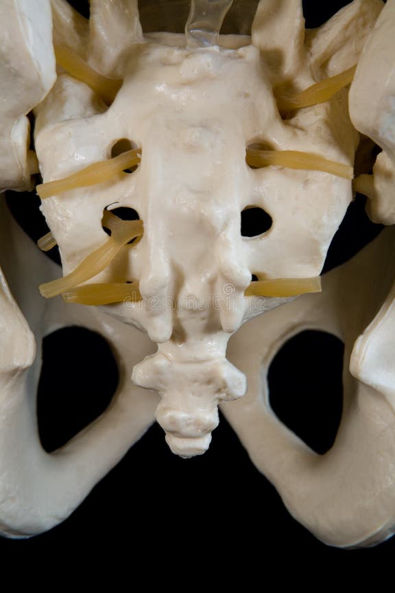 The Tailbone of a Human Spine. Stock Photo - Image of detail, clinic ...