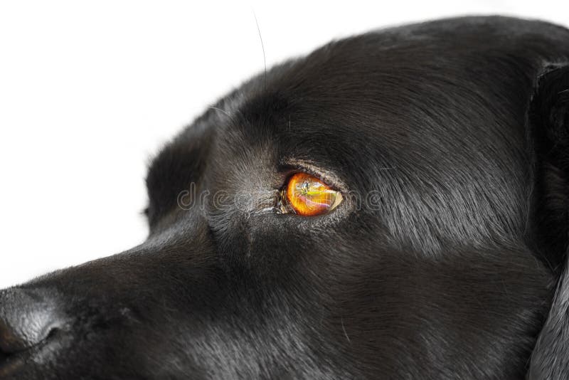 Part of the Muzzle of a Black Labrador Retriever. the Eye of a Dog, a ...
