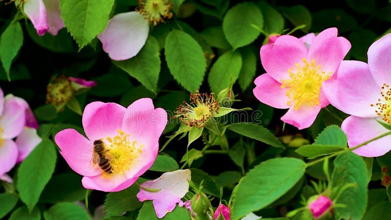 Flying Bee Over Bloomed Brier Stock Footage - Video of flower, motion ...