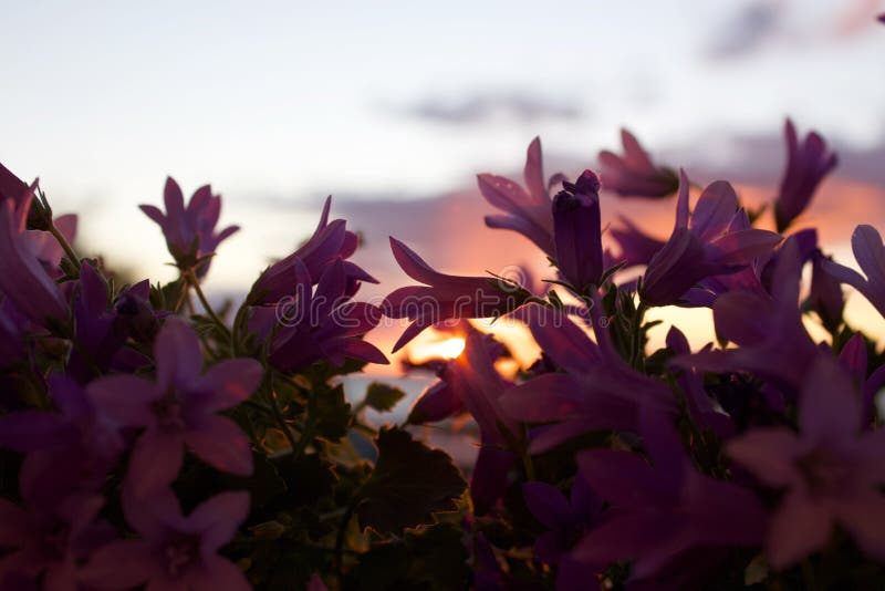 Part of Nice Purple Flower on Sky Background Sunset Time Baltic Beach ...