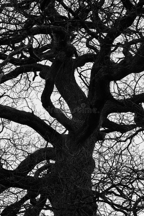 Old Oak Tree during Early Spring with Strong Tree Trunk and Lots of ...