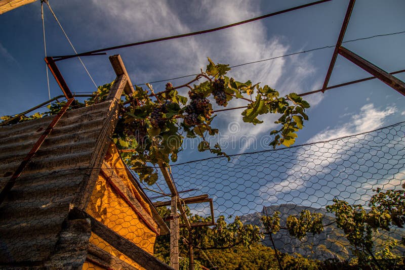 Part of an Old Building with Branches of the Grape Tree in the Mesh ...