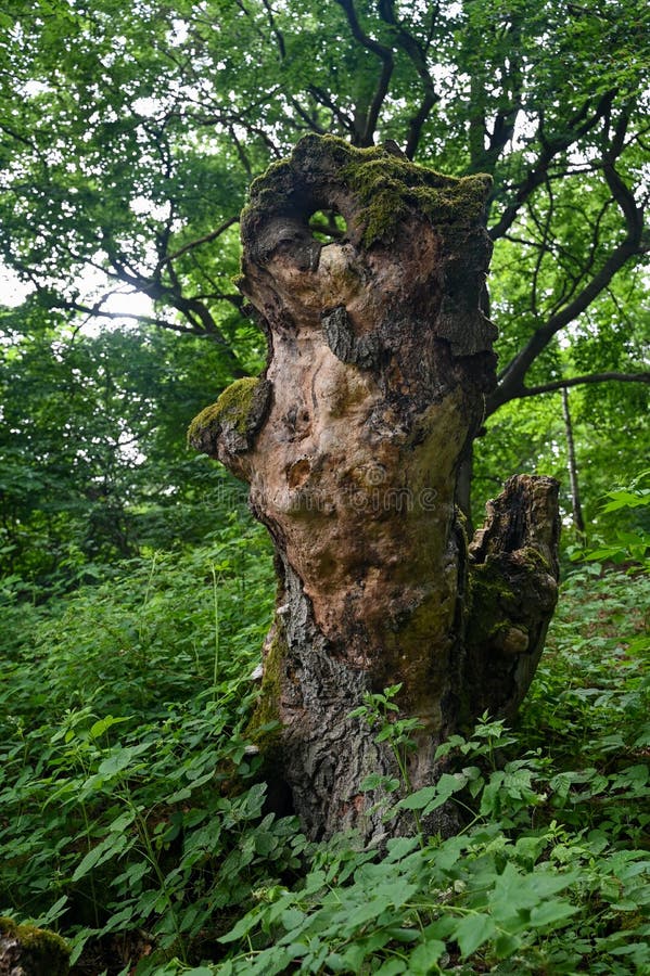 Part of old gnarled tree stock image. Image of natural - 268617869